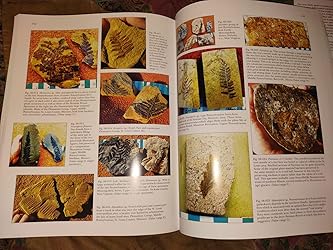 Paleozoic Fossils (Schiffer Book for Collectors): Stinchcomb, Bruce L ...