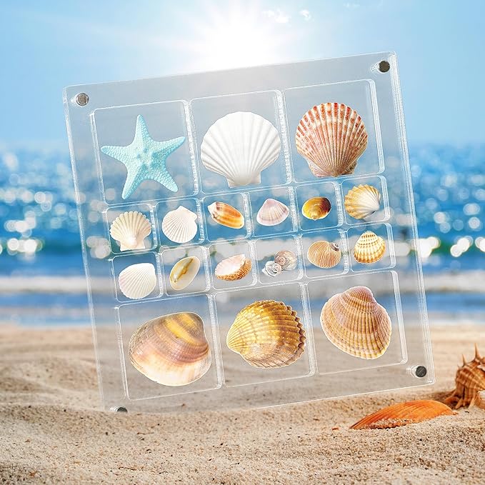 Amazon.com: Acrylic Magnetic Seashell Display Box, 5.6x5.6in Large Size ...
