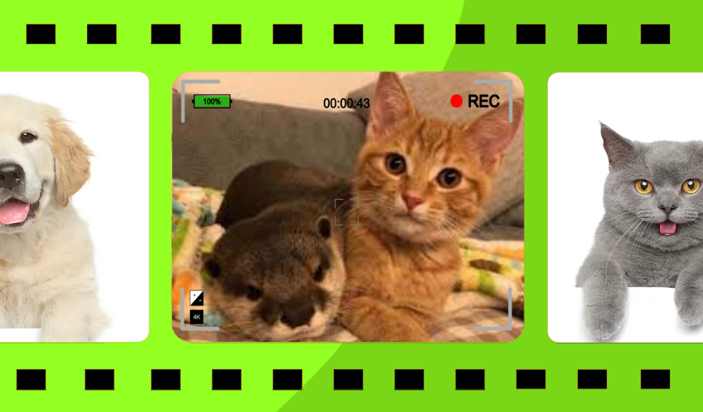 Talking Animals Video Pranks - App on Amazon Appstore