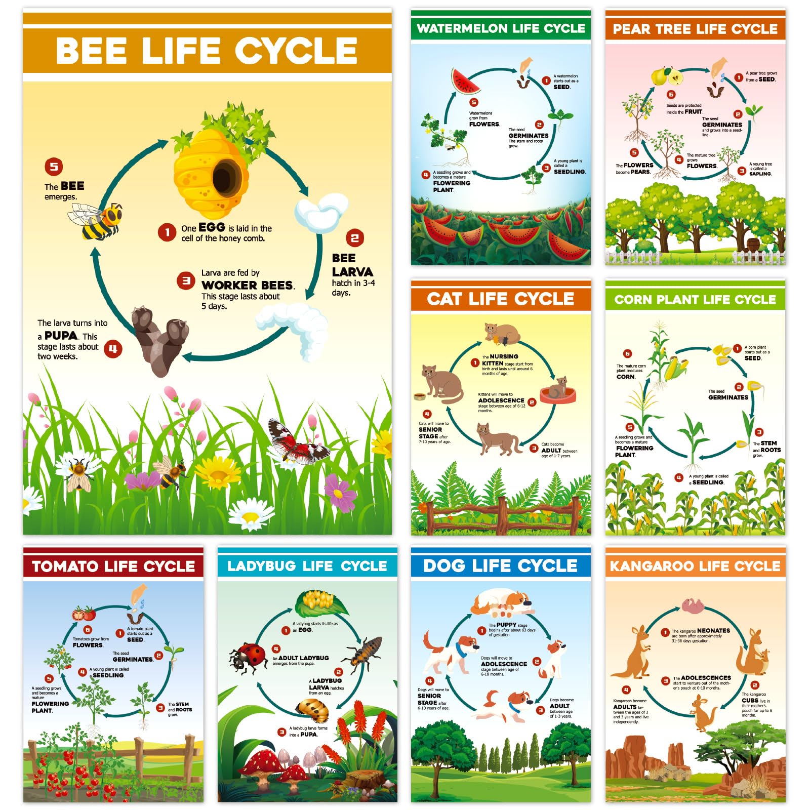 Animal Life Cycles Masteringbiology Chart