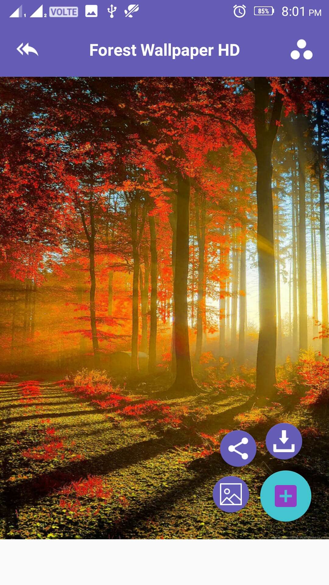 Forest 4K Wallpaper - App on Amazon Appstore