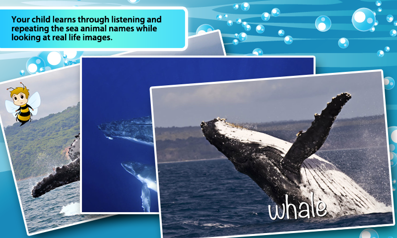 Learn Sea Animals Names And Sounds Real Sea Animals For Kids SEA