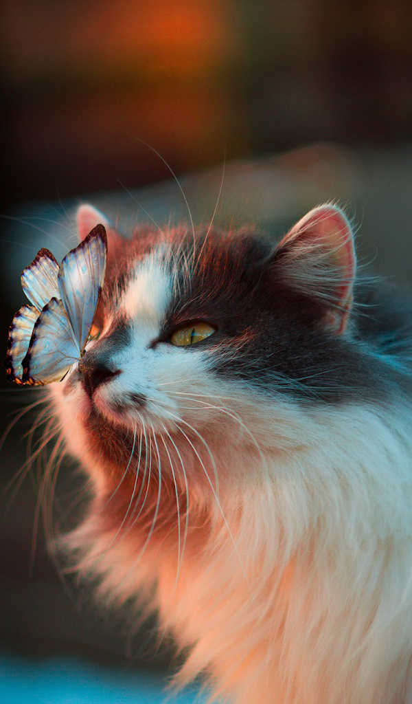 [FREE] HD Cat Wallpaper - App on Amazon Appstore