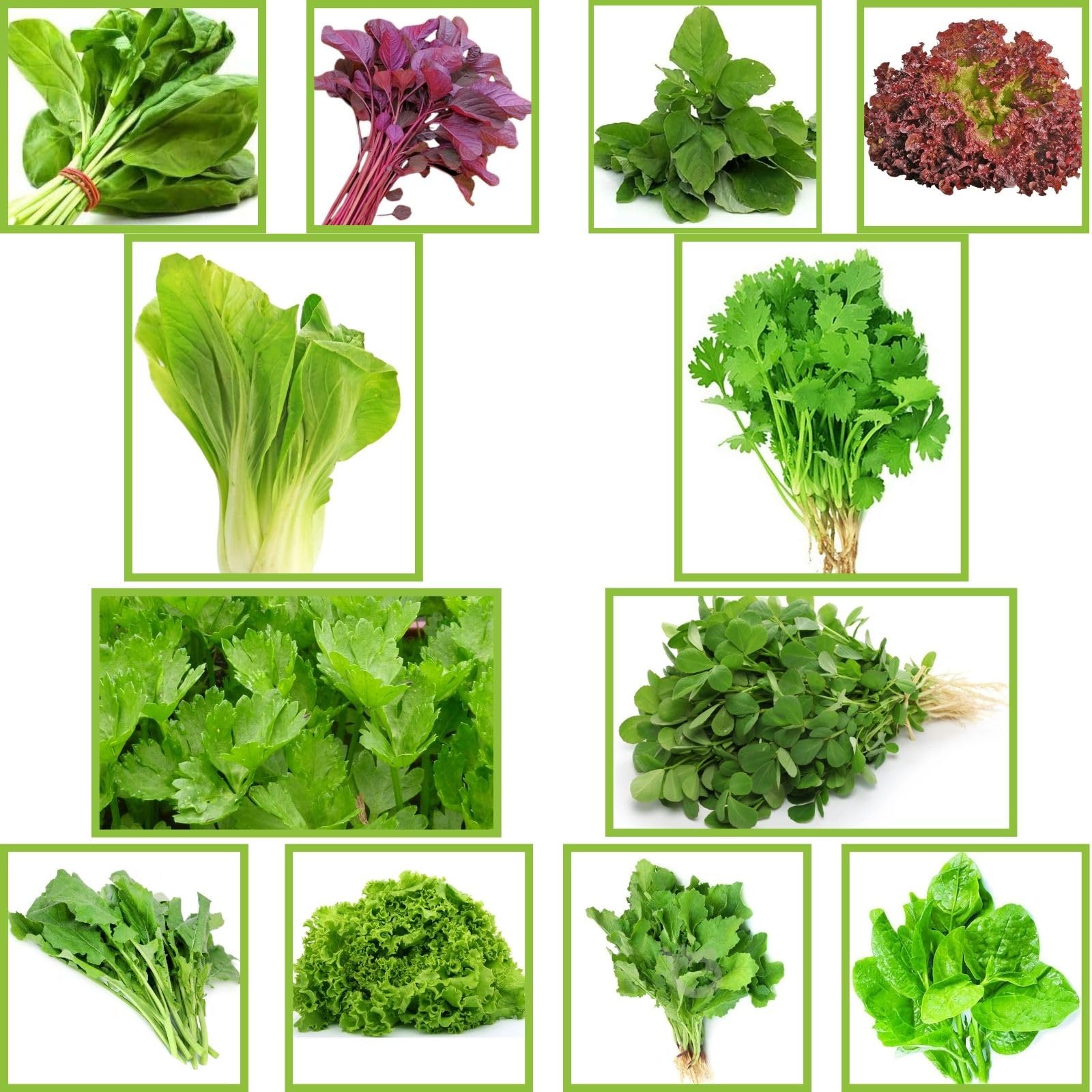 Identify Vegetable Plant Leaves