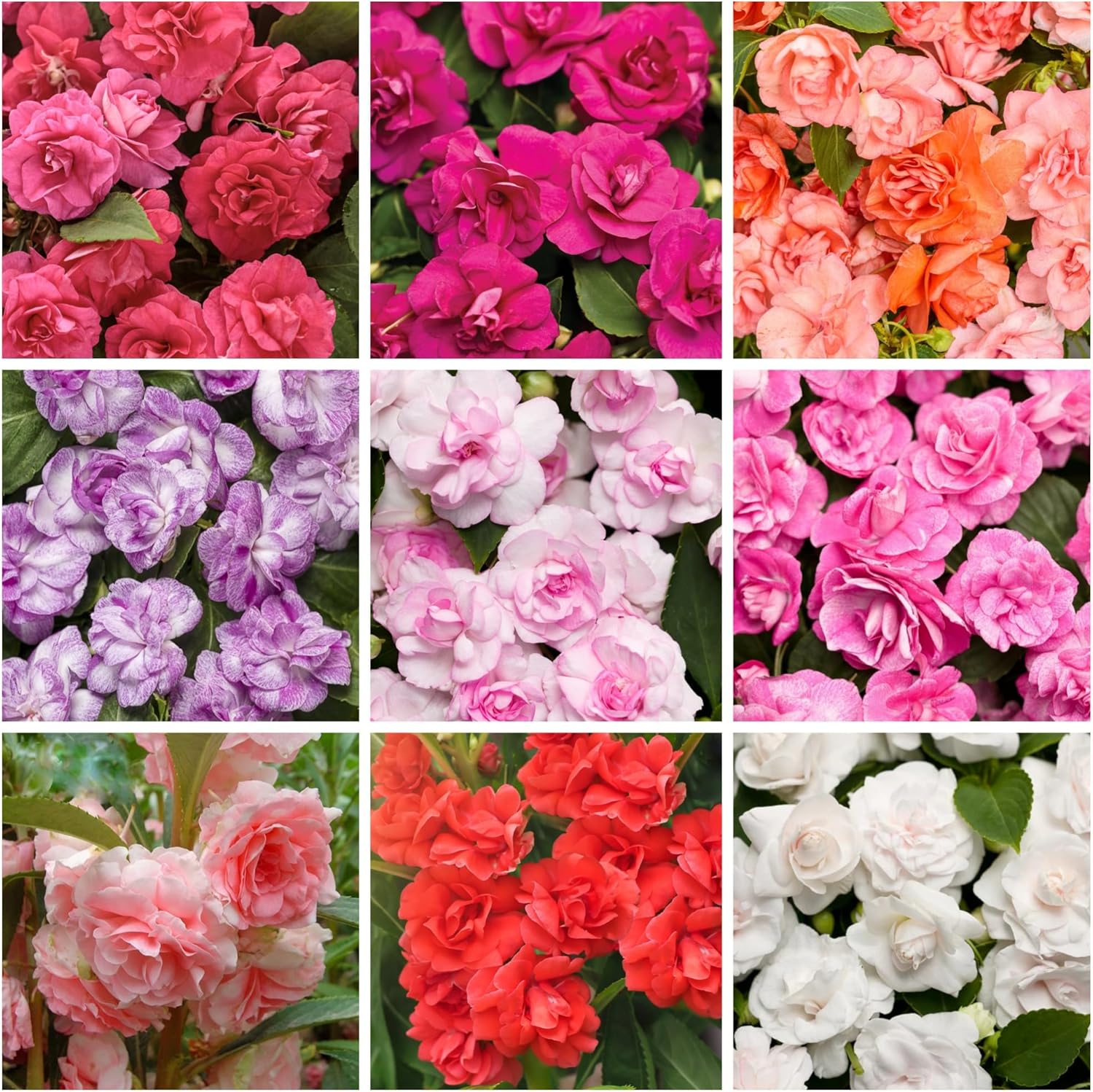 Amazon.com : 300+ Double Impatiens Seeds Perennial Annual Mixed ...