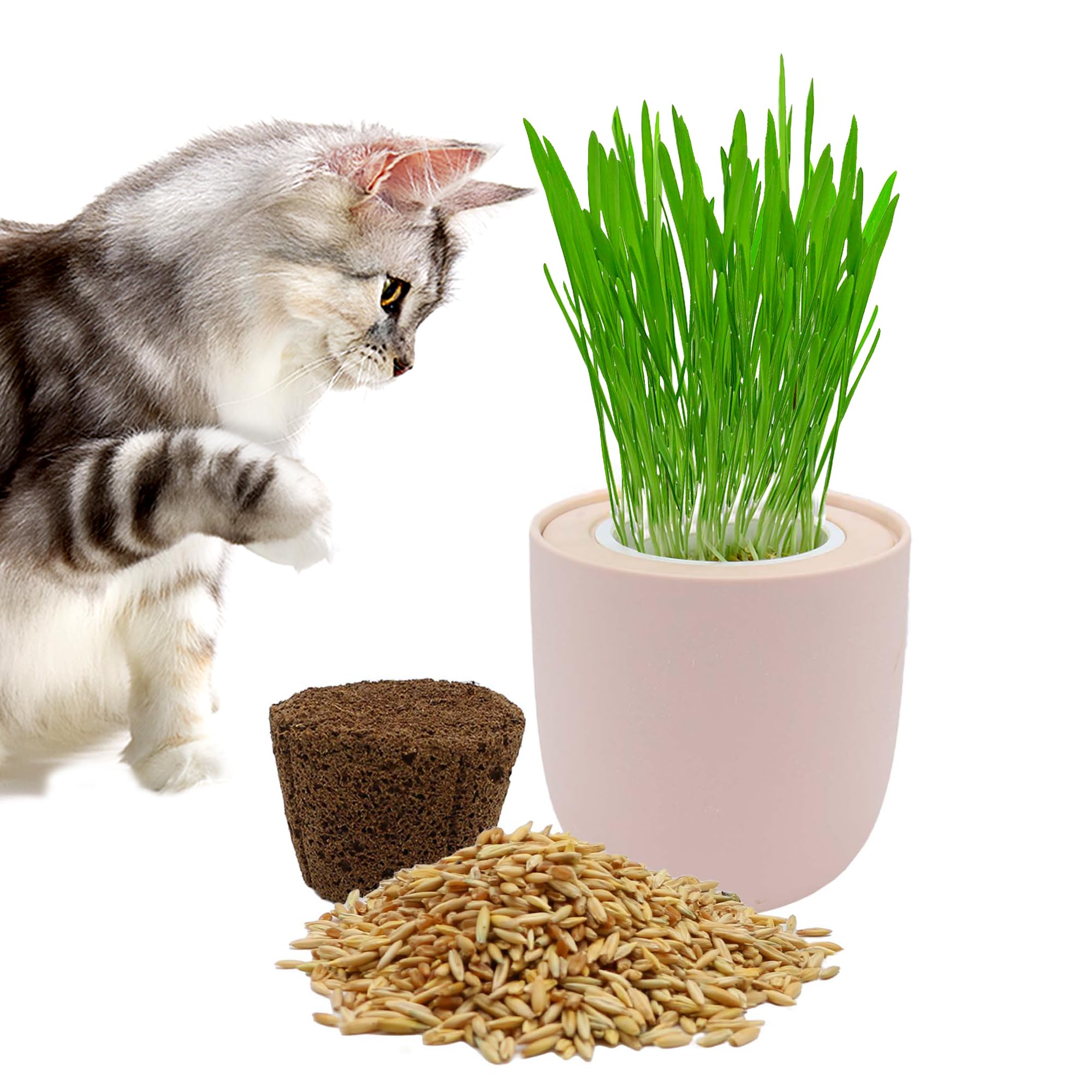 Amazon.com : Environet Ceramic Pot Cat Grass for Indoor Cats with ...