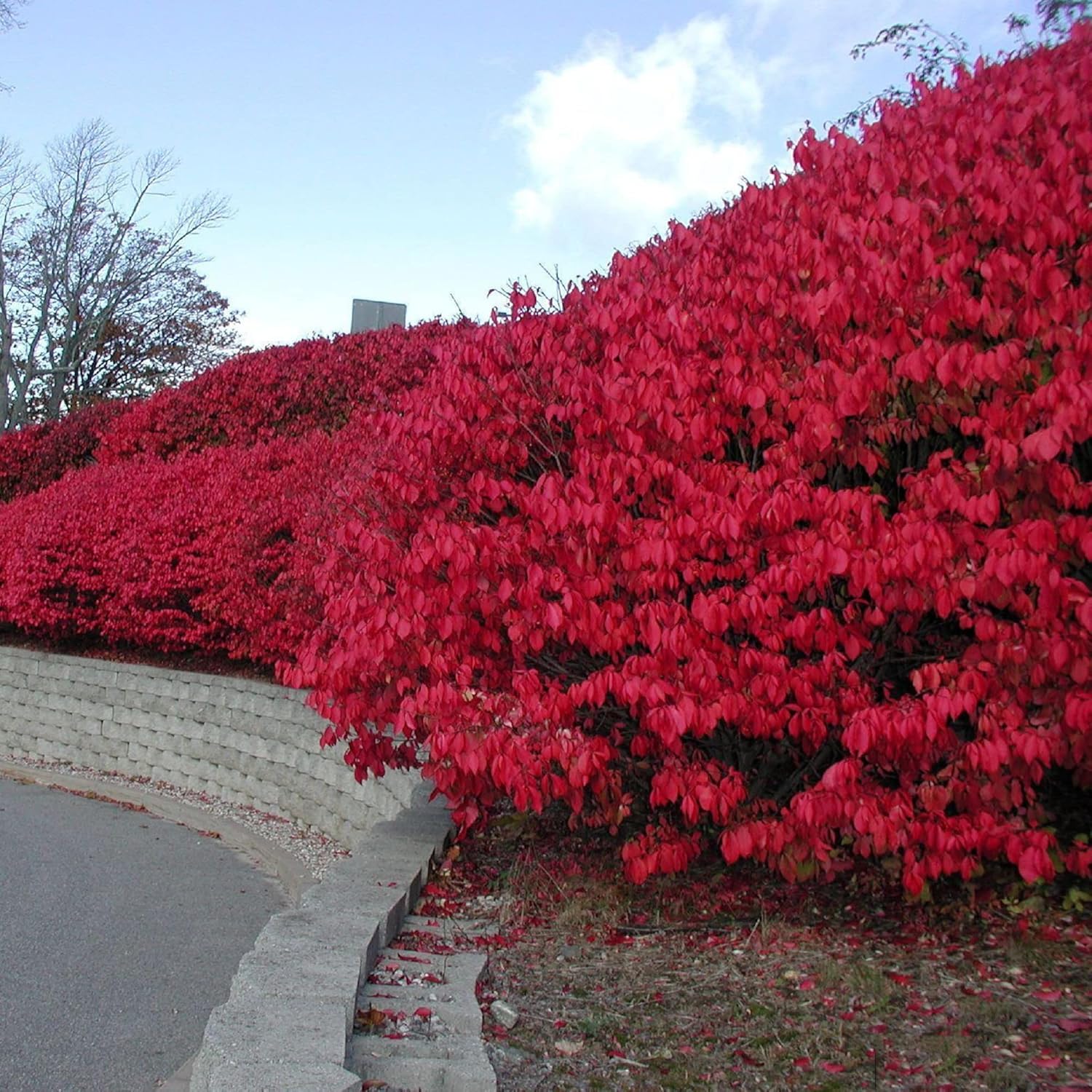 Amazon.com : CHUXAY GARDEN Bassia Scoparia-Ragweed,Summer Cypress,Mock ...