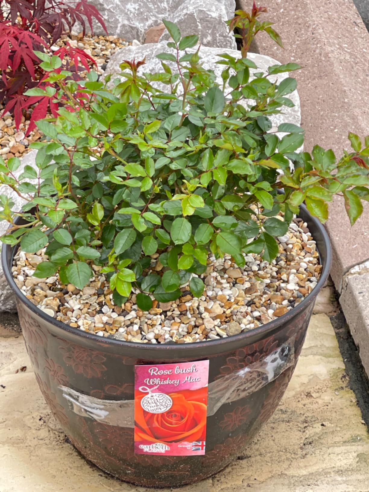 Rose Bush Whisky Mac - Floribunda Orange Rose Bush for The Garden in a ...