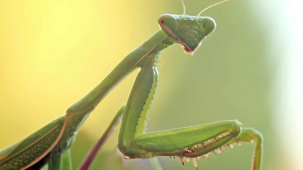 Video Touch - Bugs & Insects - App on Amazon Appstore