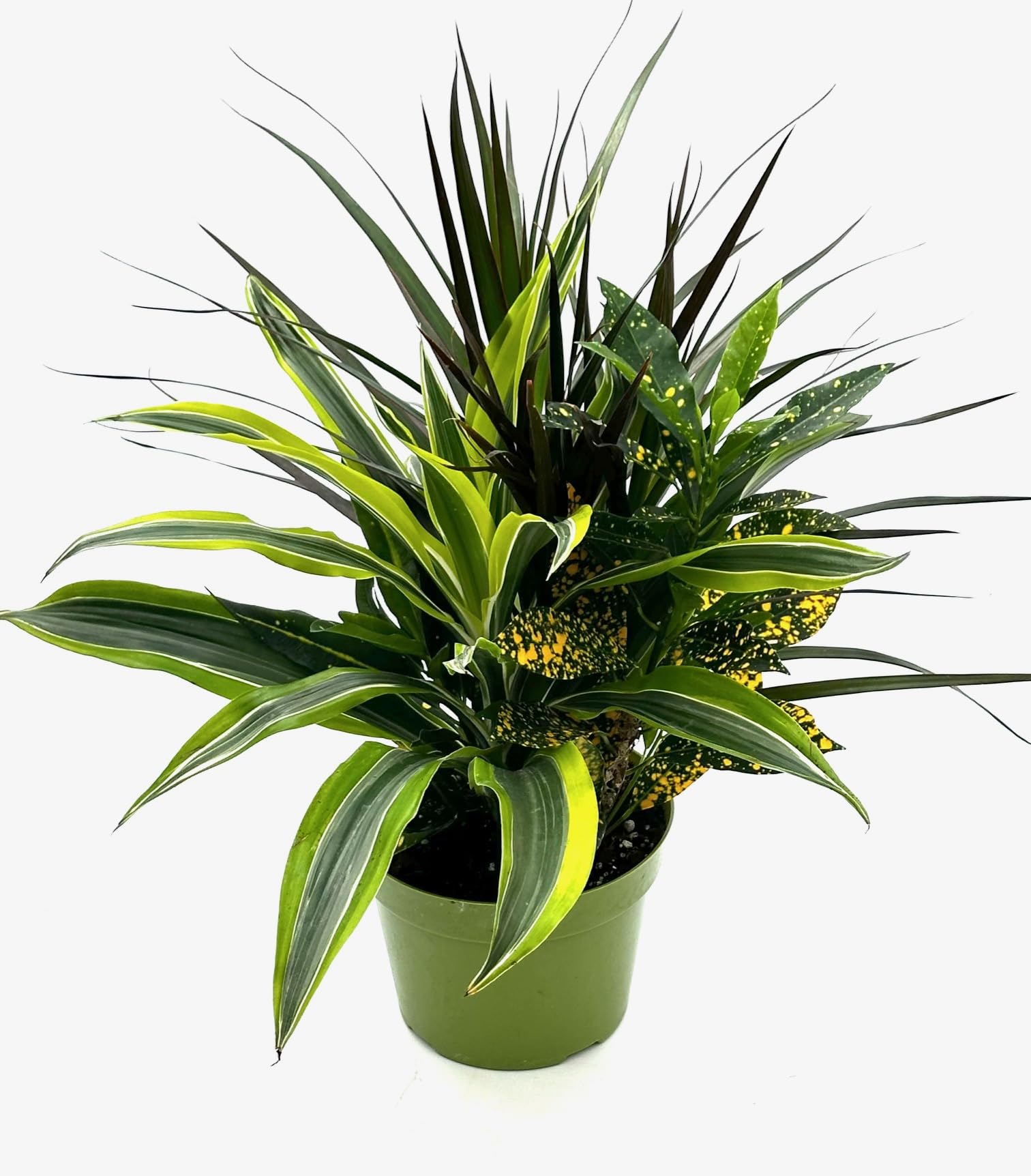 Dracaena House Plant Types Greenery Unlimited | Dracaena Lisa Cane
