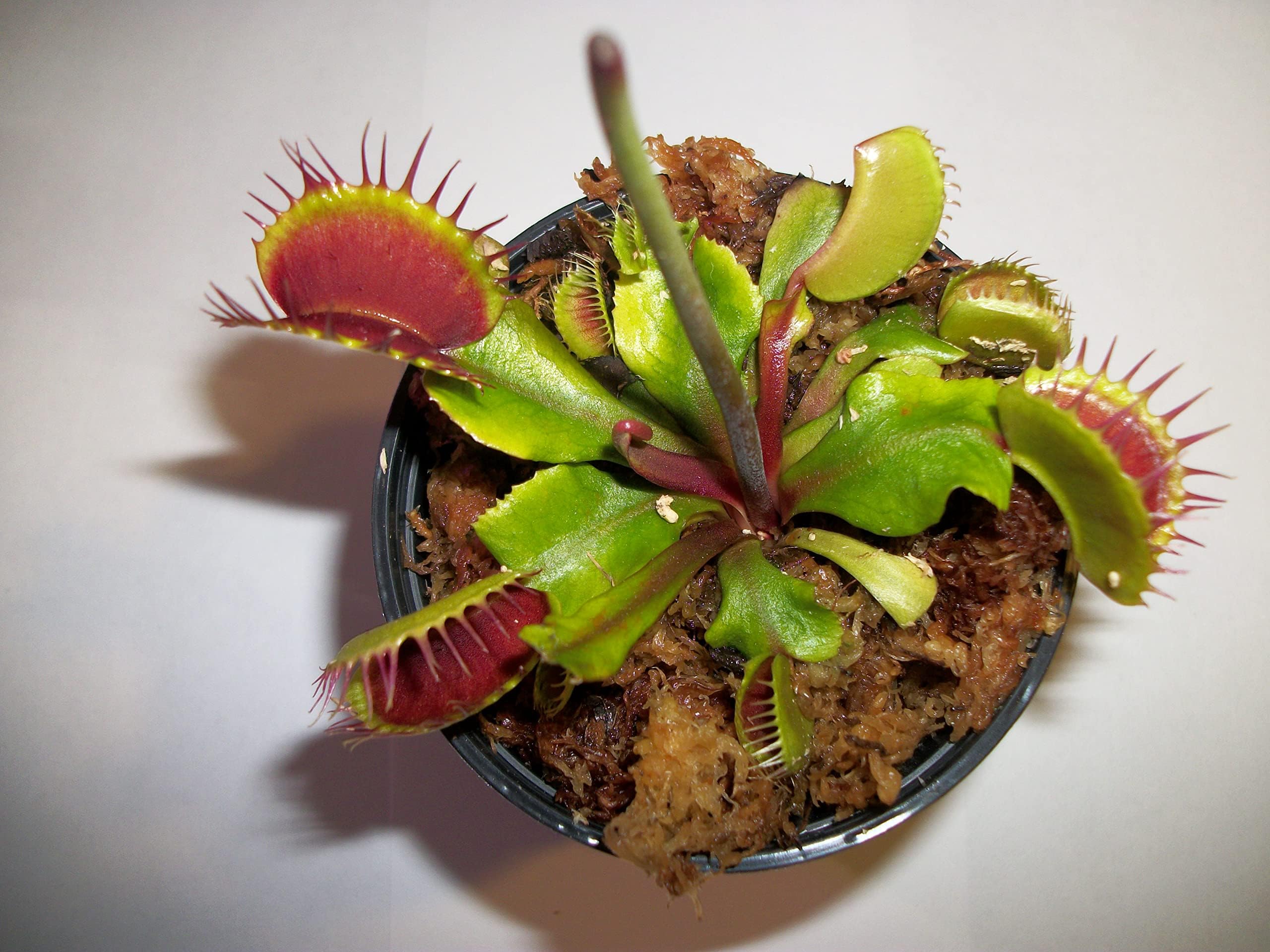 Amazon.com : MITRAEE Enchantress Carnivorous Plant Seeds : Patio, Lawn ...