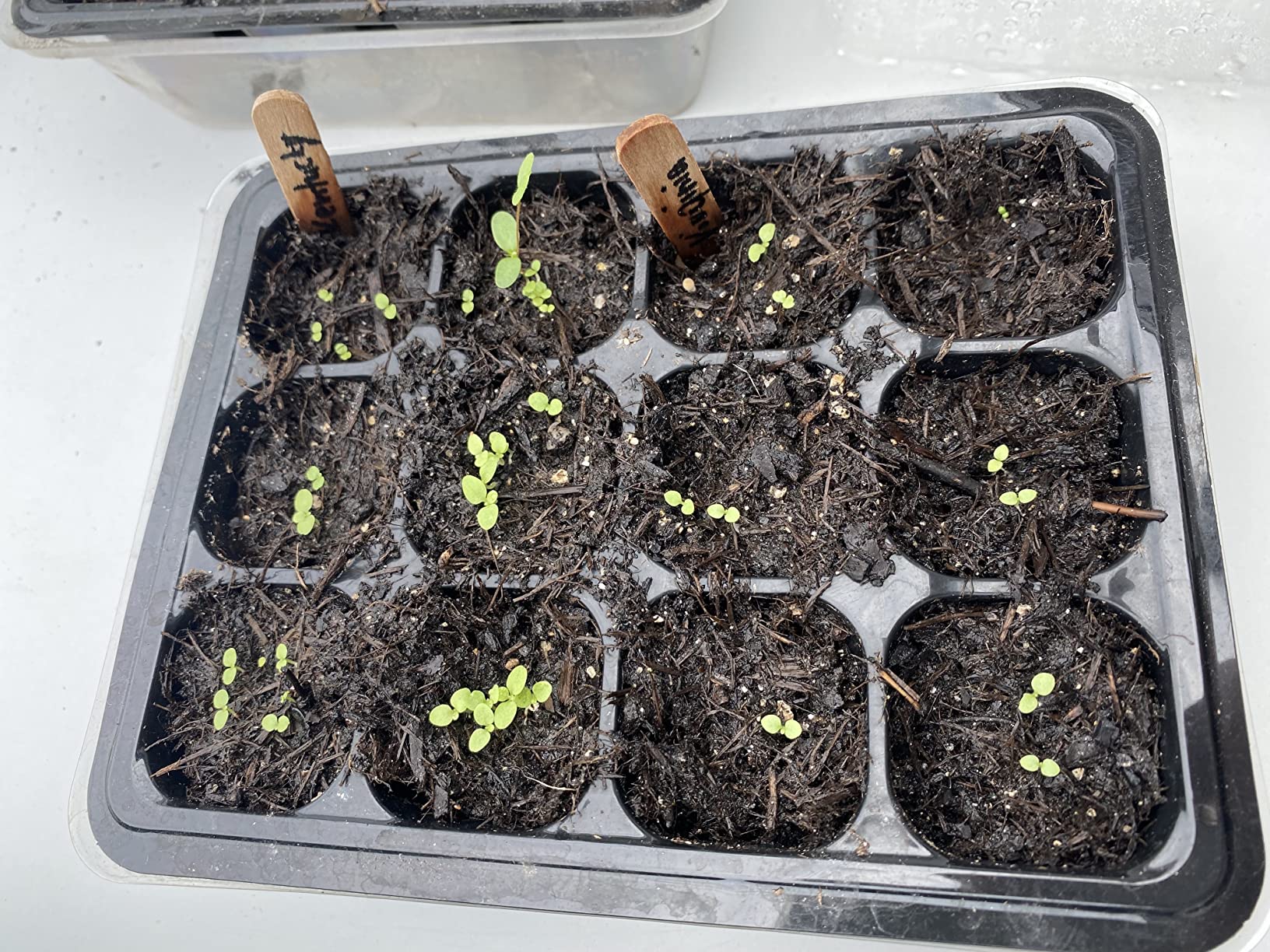 Virginia Tabak 'Virginia Gold' (Nicotiana tabacum) 500 Samen, helle ...