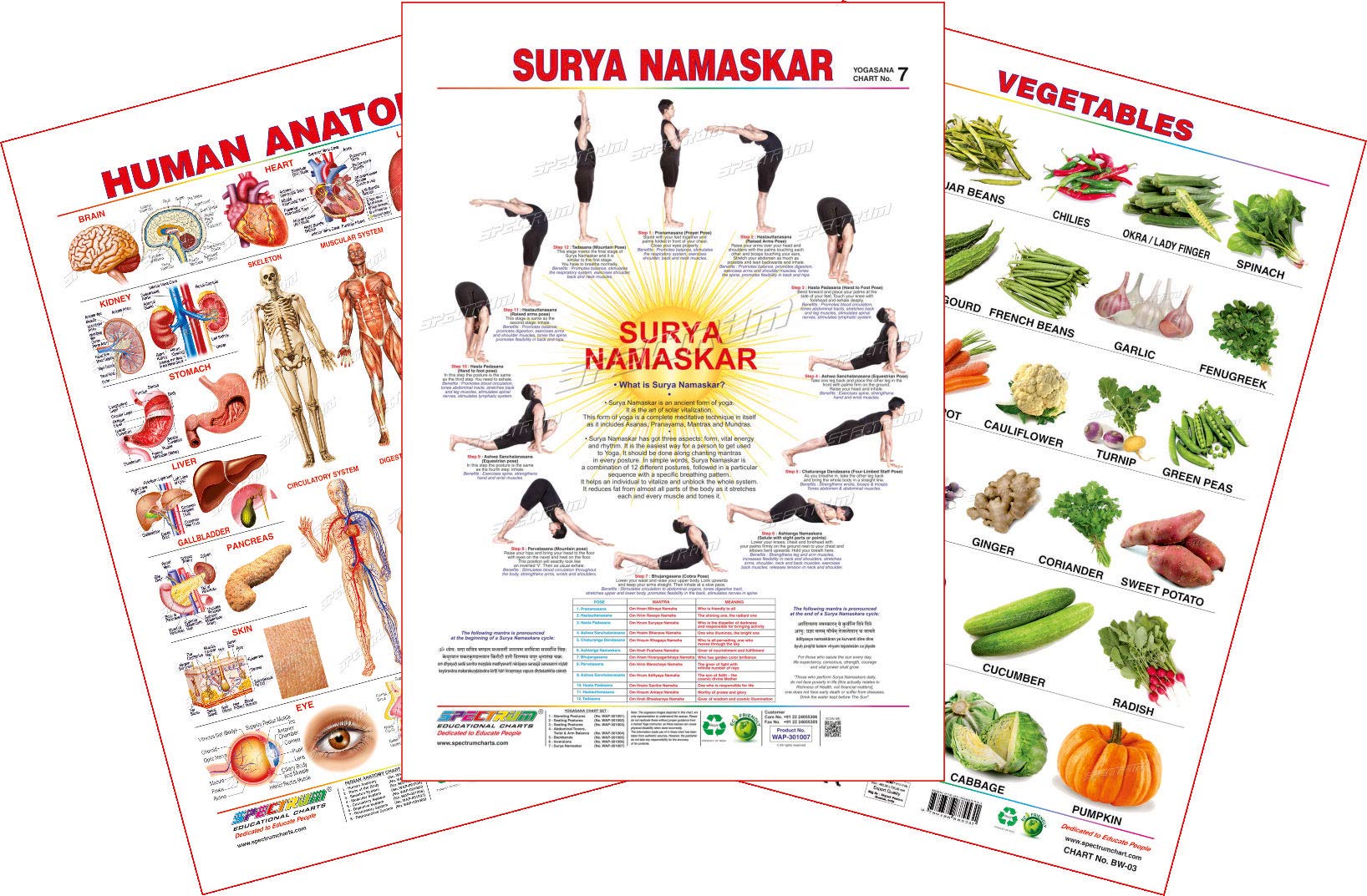 Buy Spectrum Educational Large Wall Charts (Set of 3) : ( Human Anatomy ...