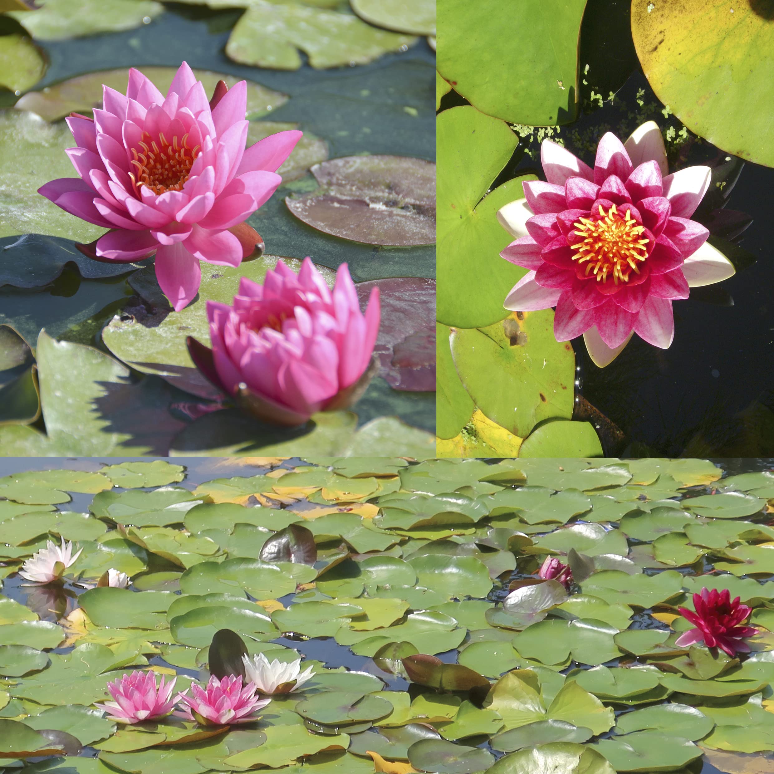 Lilly Pad Pond Flower