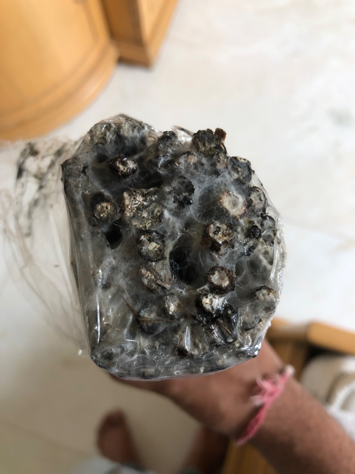 N A EX- Organic Adult Natural Neem Chew Sticks Datun Ayurvedic ...