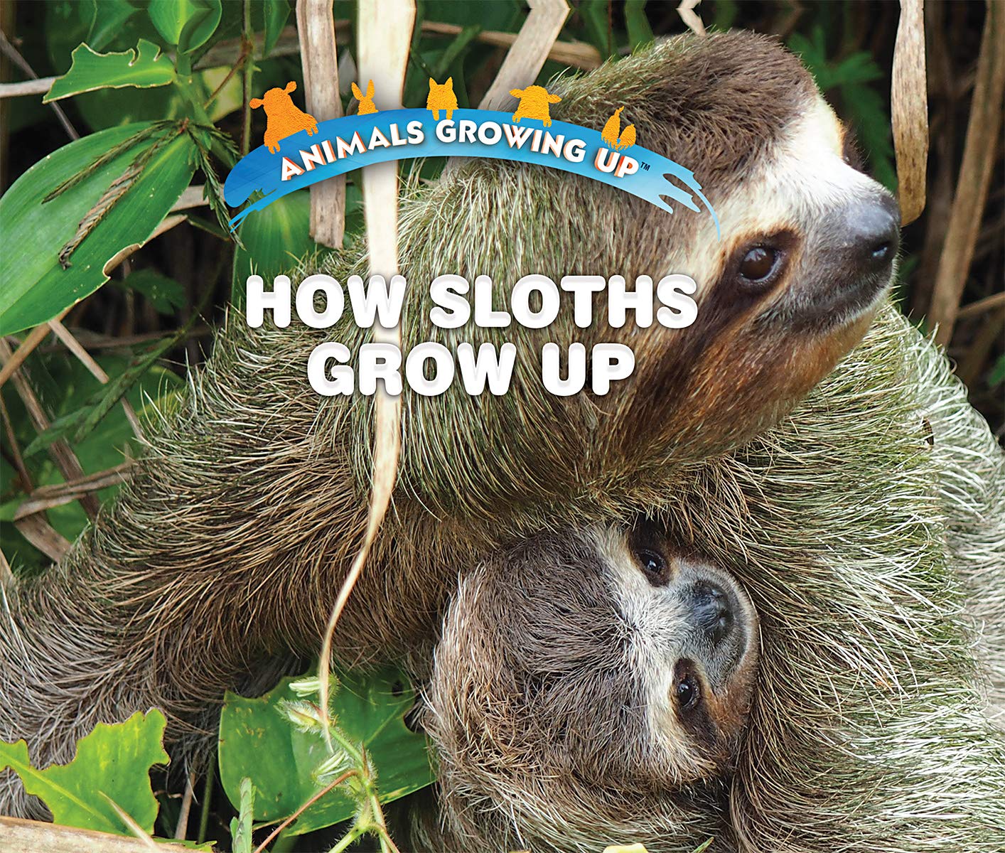 How Sloths Grow Up (Animals Growing Up): Bozzo, Linda: 9781978512412 ...
