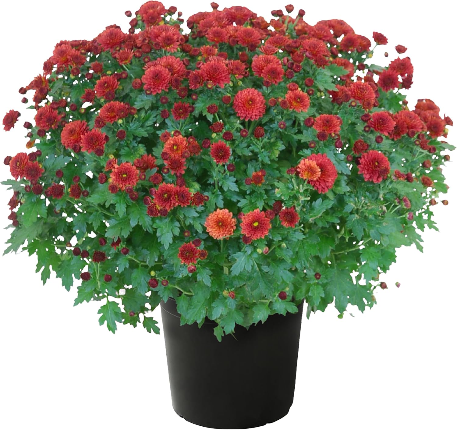 Amazon.com : Live Flowering Hardy Chrysanthemum - Red - Colorful Fall ...
