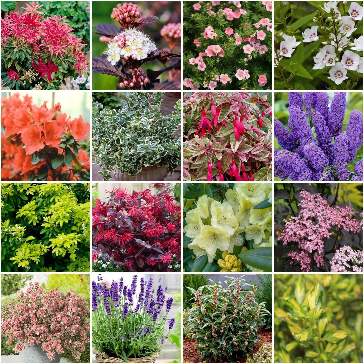 5 x Evergreen Shrubs Supplied in 9cm Pots | Hardy Evergreen Shrub Mix ...