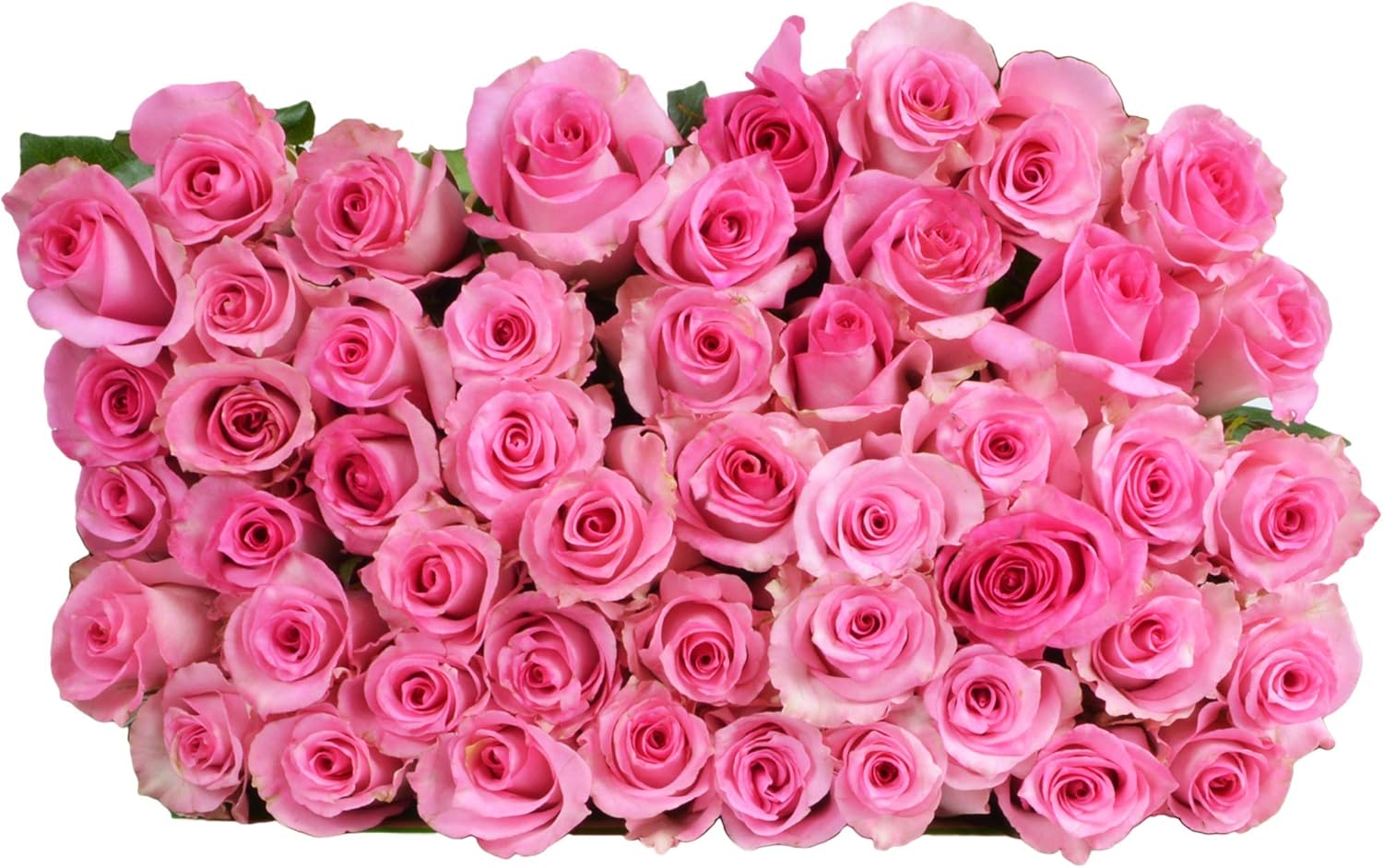 Amazon.com : 50 Pink Roses Bulk Fresh Flowers | Designed by Arabella ...