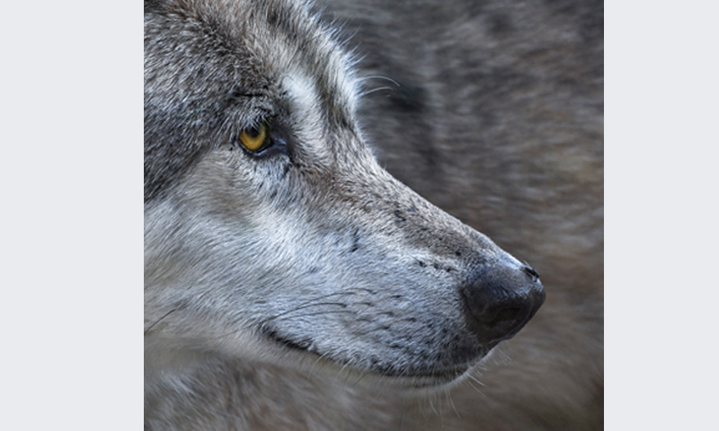 Timberwolf Sounds & Timberwolf Calls - Great for Tiimberwolves! - App ...
