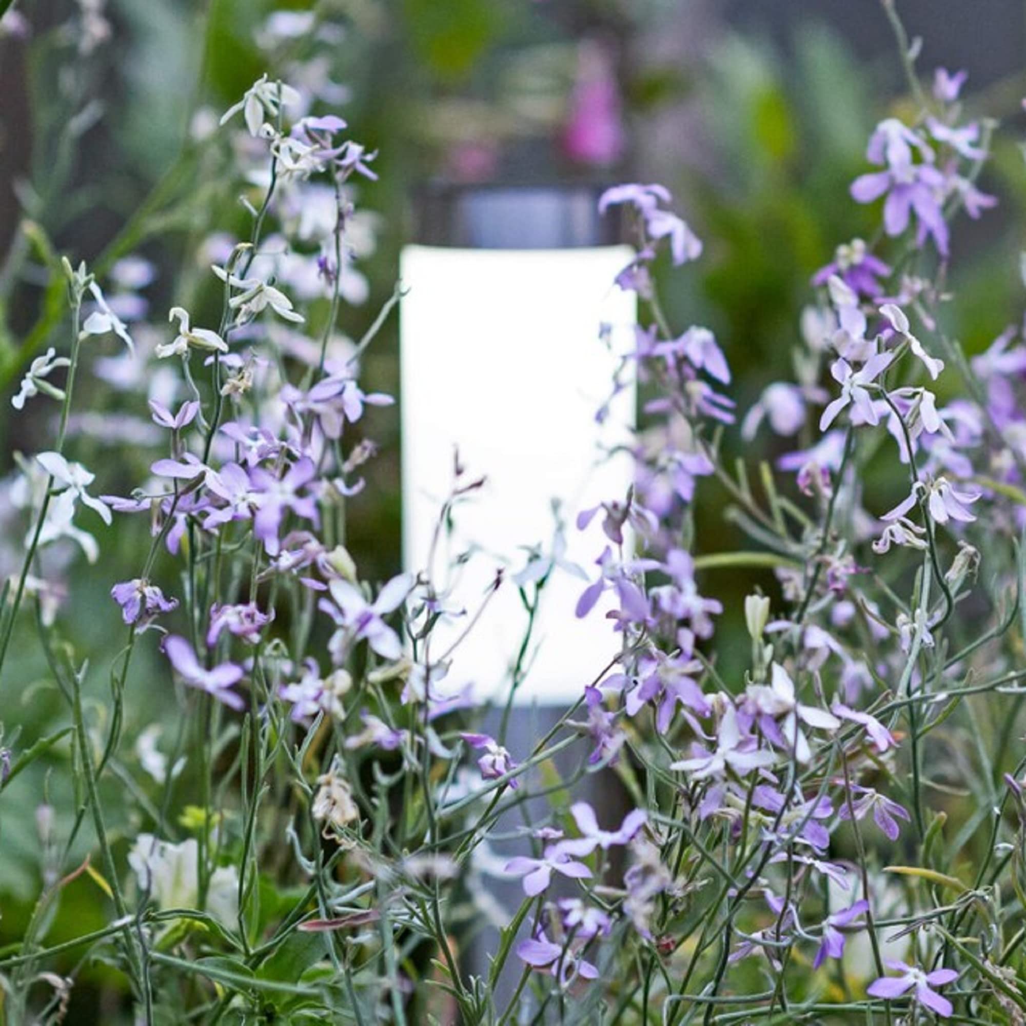 Matthiola Longipetala