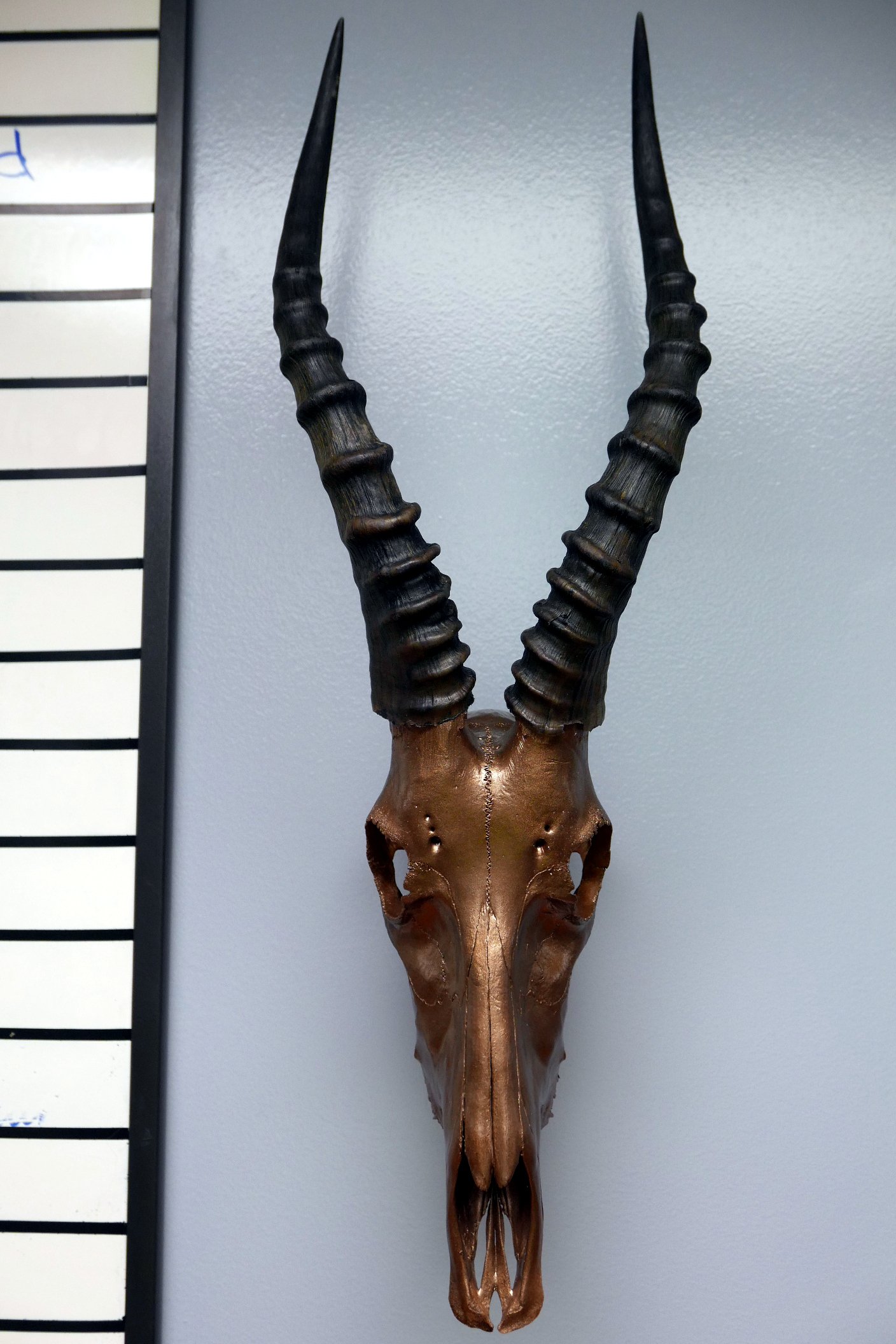 Saiga Antelope Skull