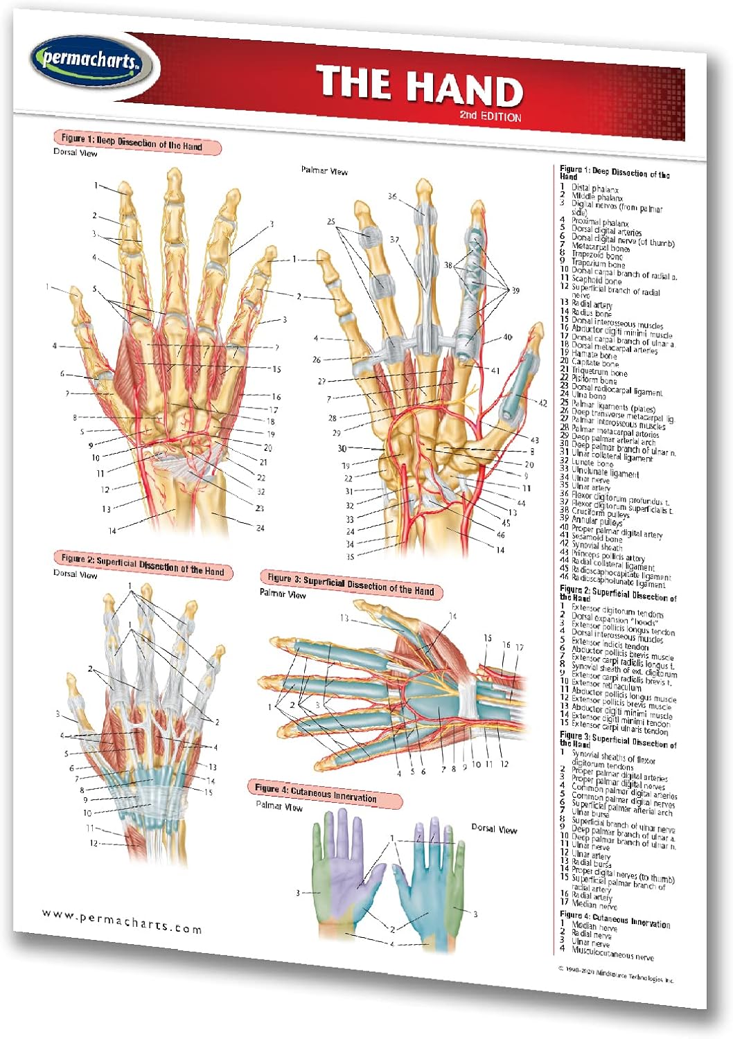 Amazon.com: Permacharts - The Hand Human Anatomy 2-page 8.5" x 11 ...