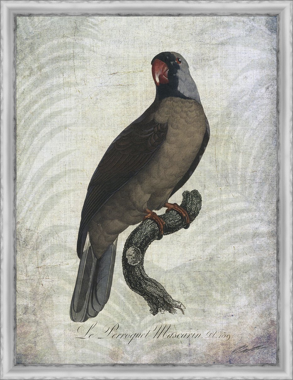 Watermark Collection - Parrot Jungle I : Amazon.in: Home & Kitchen