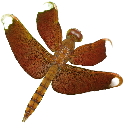 BioGuide (alpha preview) - App on the Amazon Appstore