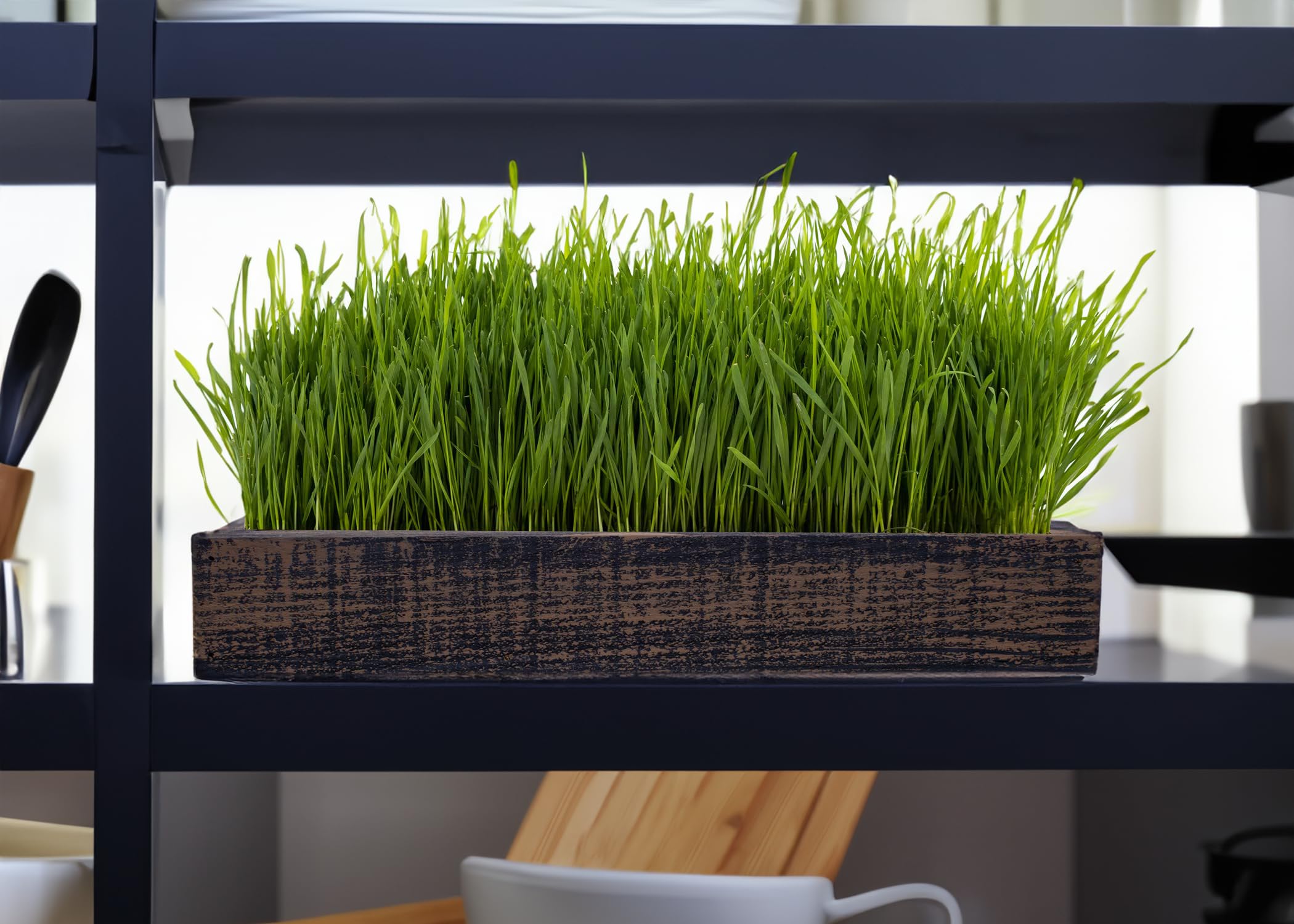 Complete Organic Wheatgrass, Cat Grass Kit by Cali Kiwi Pros. American ...