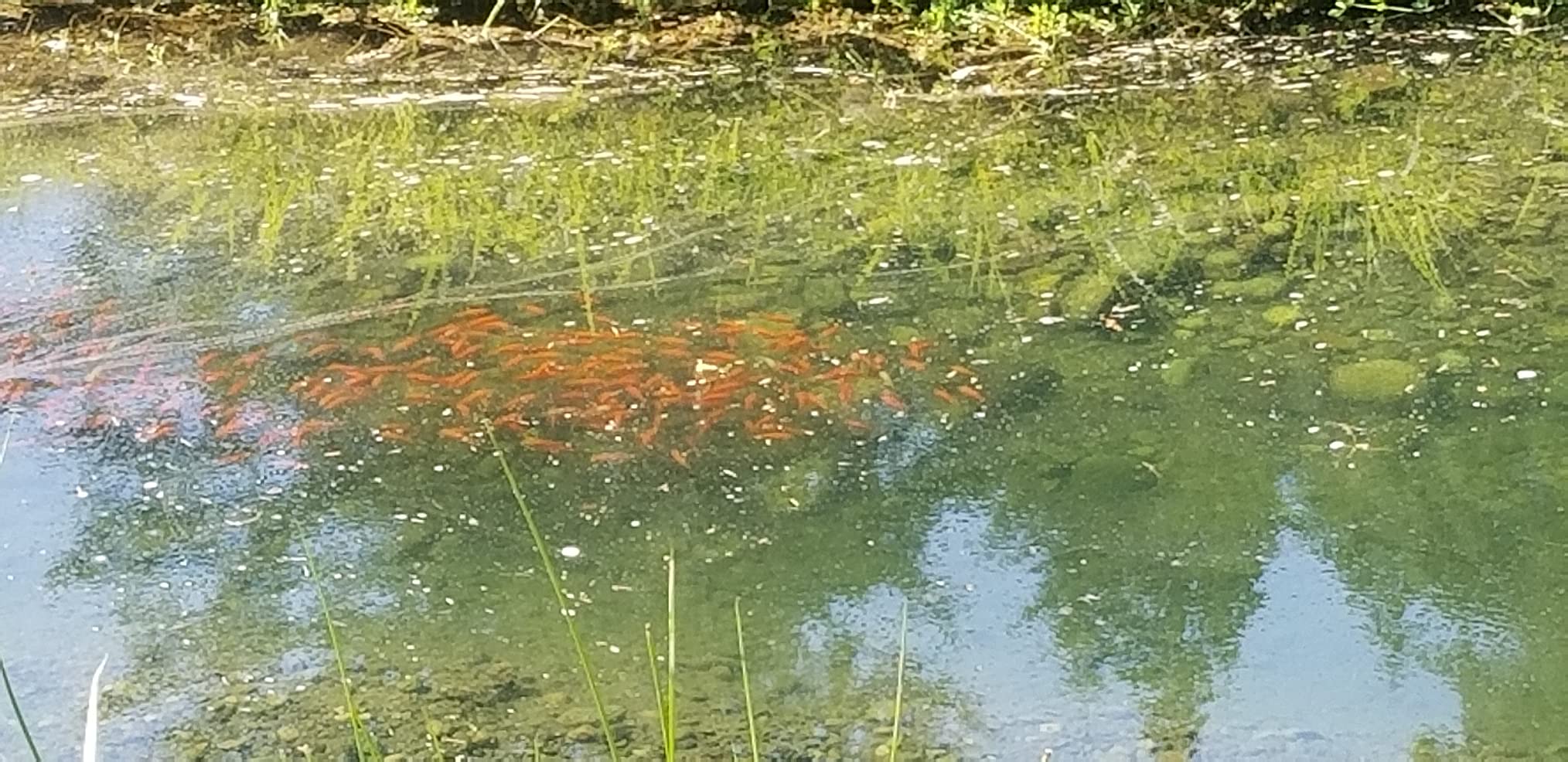 $10/mo - Finance Toledo Goldfish Live Comet Common Feeder Goldfish for ...