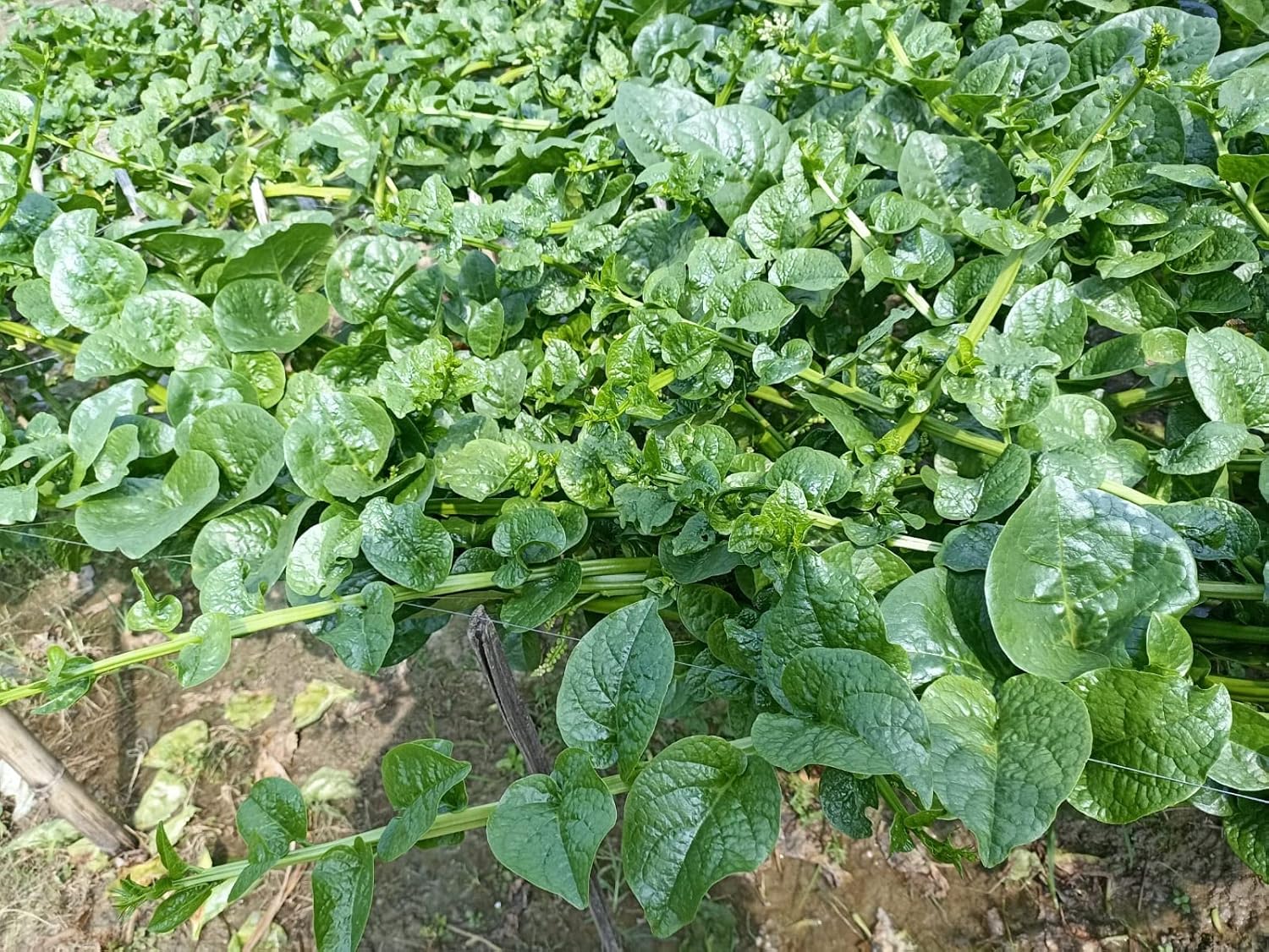 Natural Agrocare Malabar Spinach/pui shak (pack of 200 high germination ...