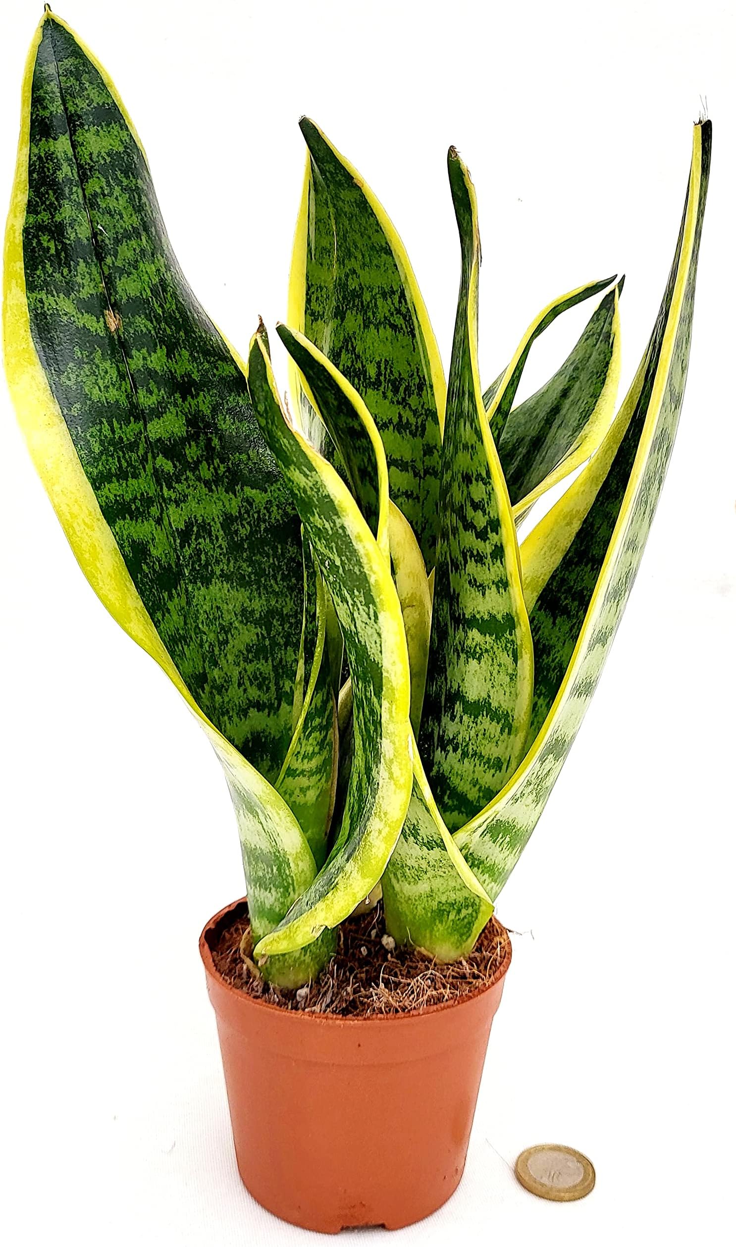Sansevieria Laurentii Extra Altezza 120 cm - Pianta VERA Unica nel Suo ...