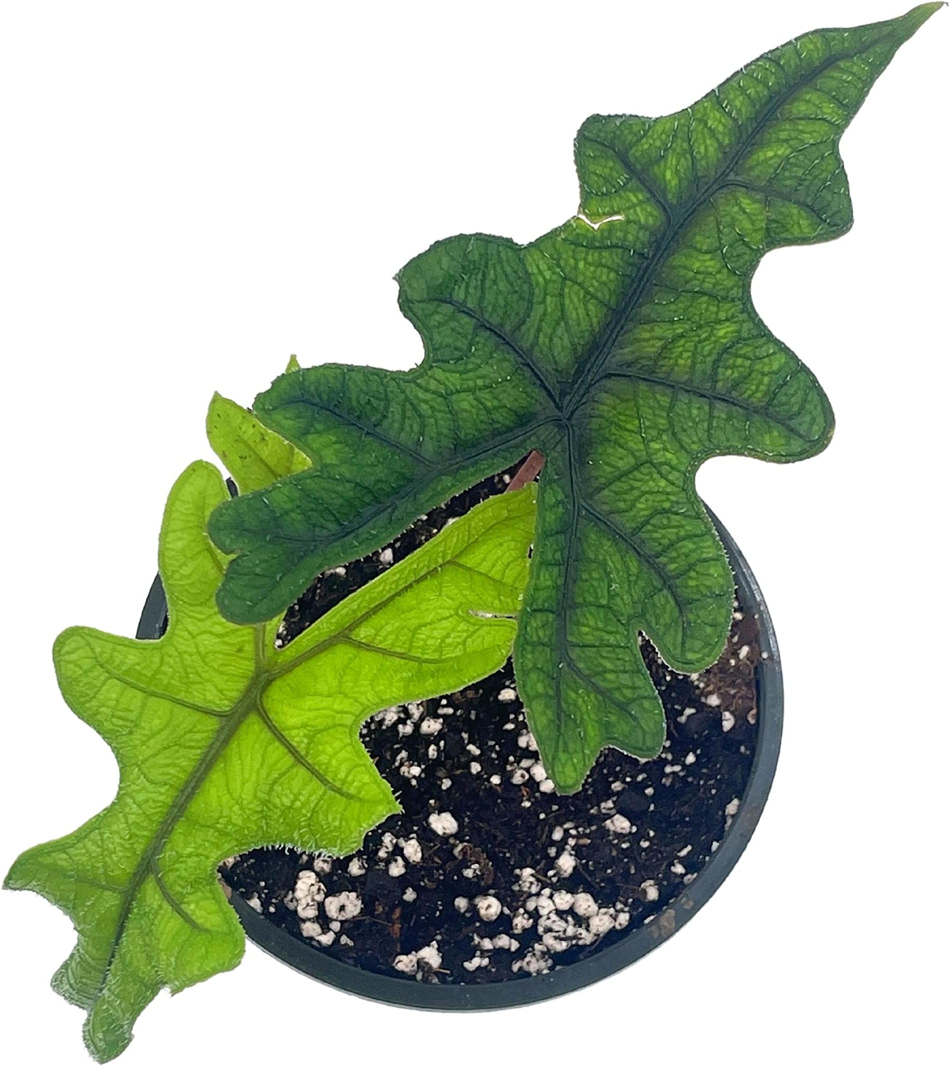 Amazon.com : BubbleBlooms Sharktooth Fern in a 4 inch Pot Selenicereus ...