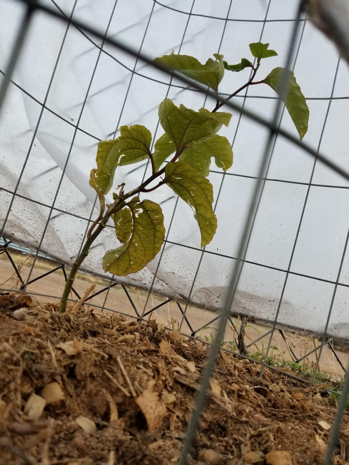 Amazon.com : PHI VILLA Plant Protector Bag Frost Protection Cover Plant ...