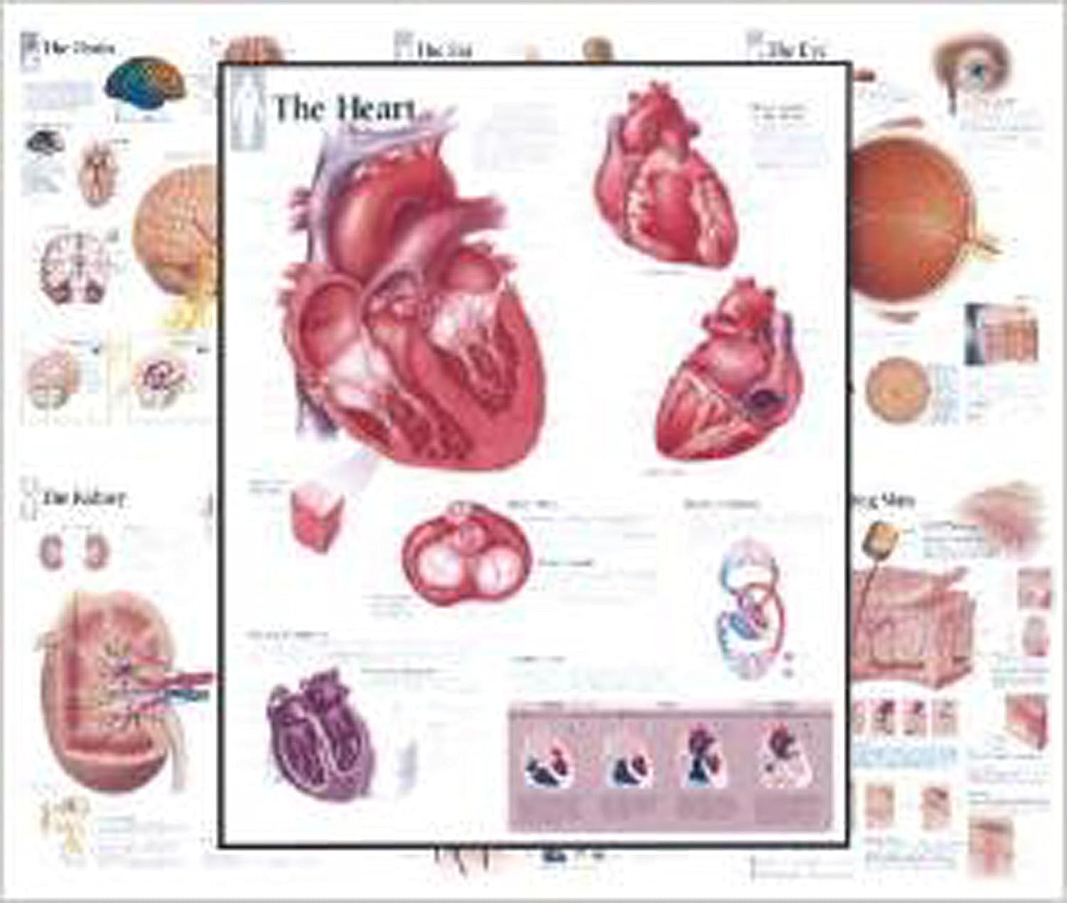 Body Organ Wall Chart Set of 7: 9781935612209: Medicine & Health ...