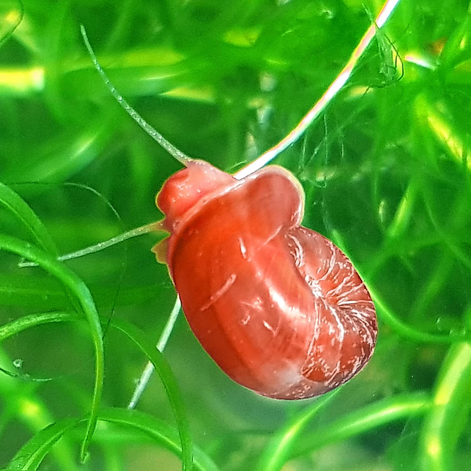 AquaLife UK 5x Red Ramshorn Snail Aquarium (Planorbidae) : Amazon.co.uk ...
