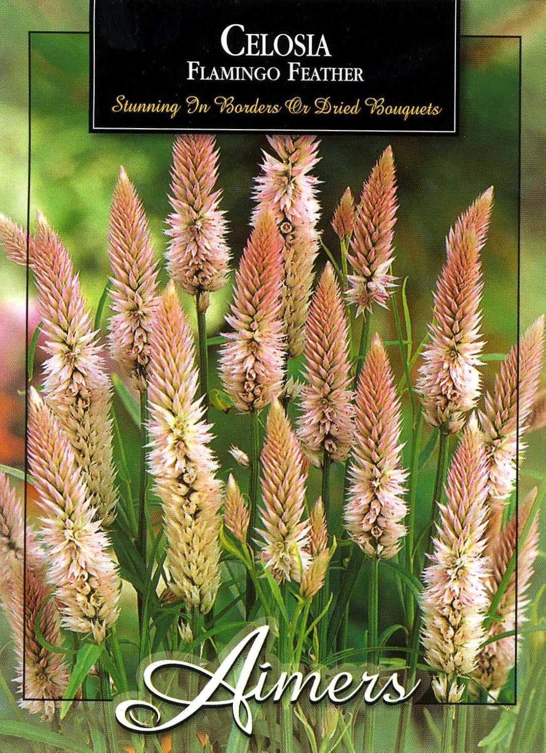 Amazon.com : Aimers 3188 Celosia Flamingo Feather Seed Packet ...