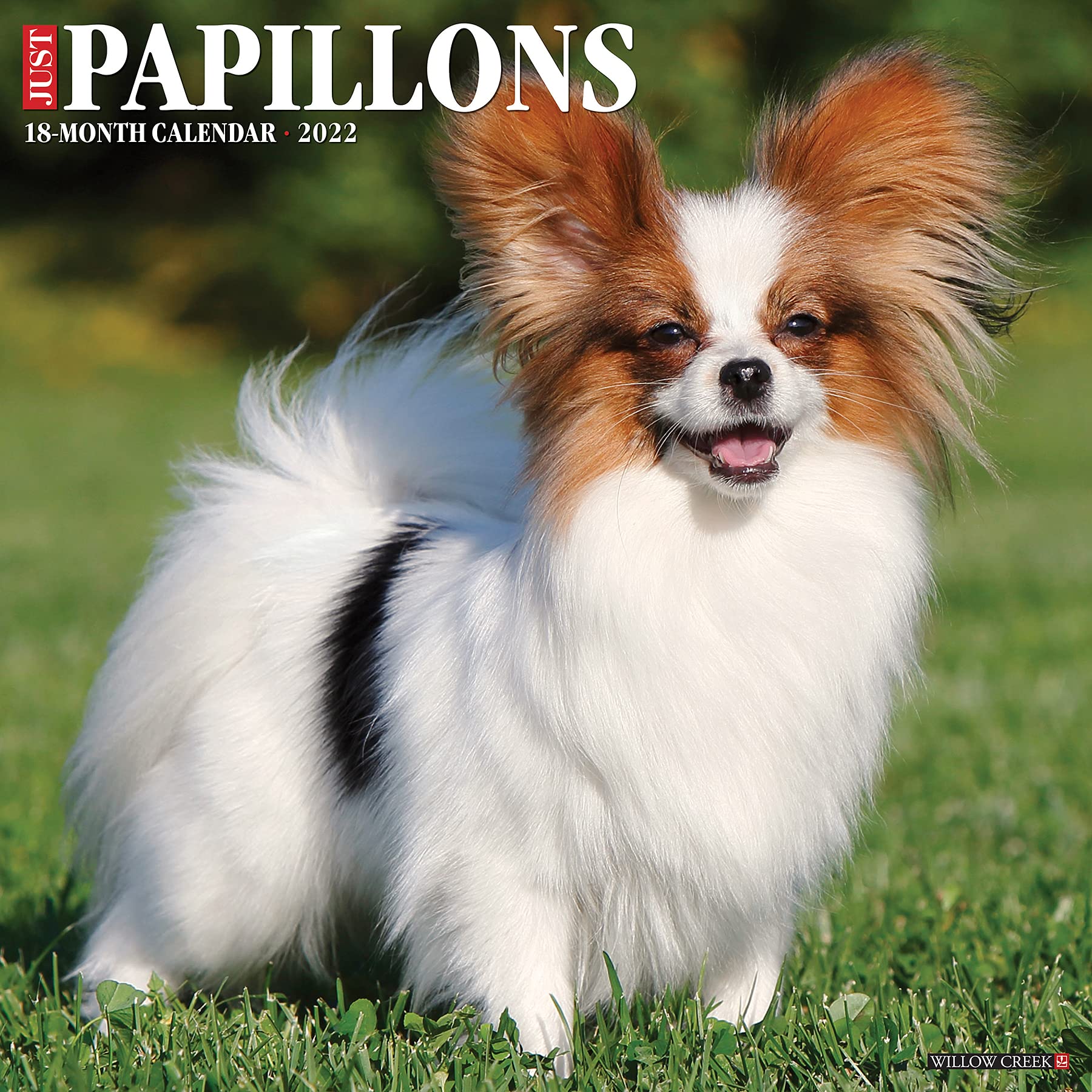 Are Papillons Smart Dogs