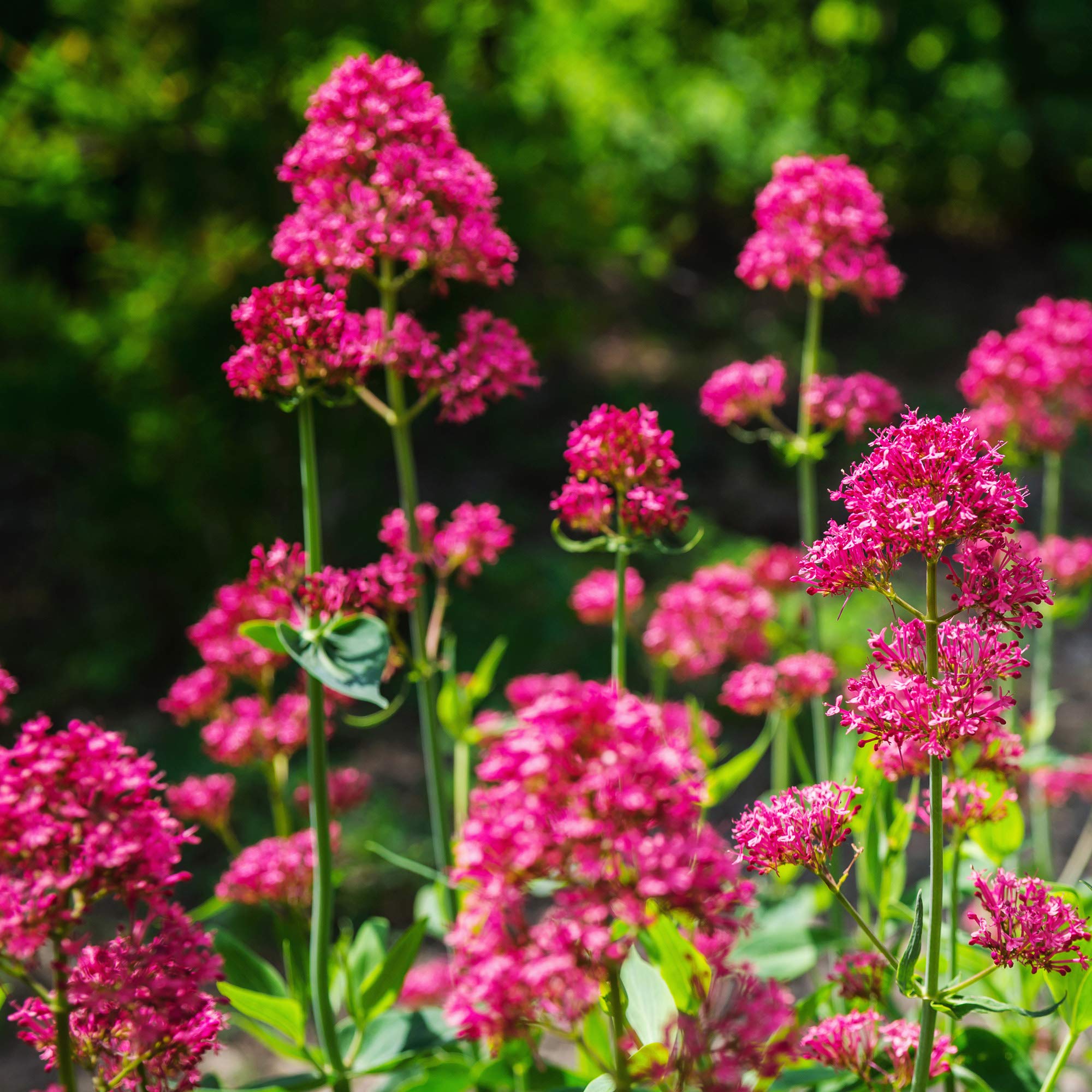 Amazon.com: Outsidepride 2000 Seeds Perennial Centranthus Ruber Red ...