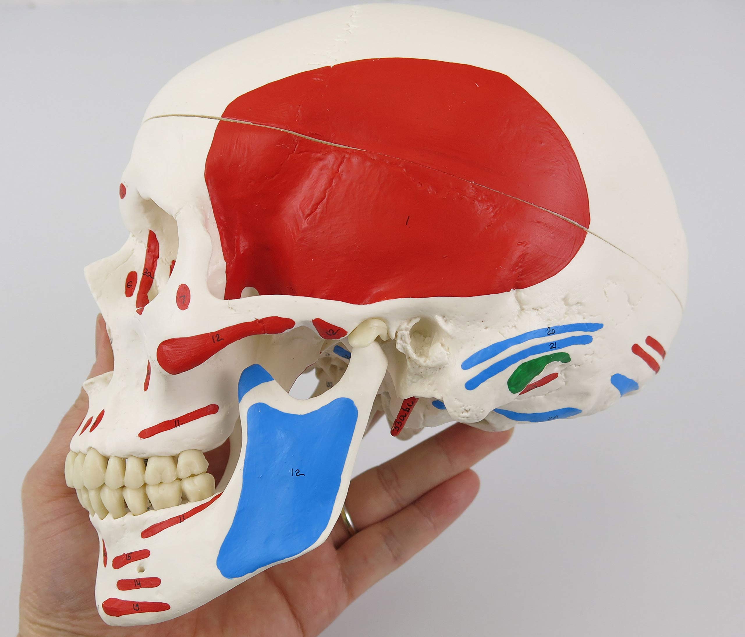 3B Scientific Human Anatomy Skeleton Model Sam - with Muscles and ...