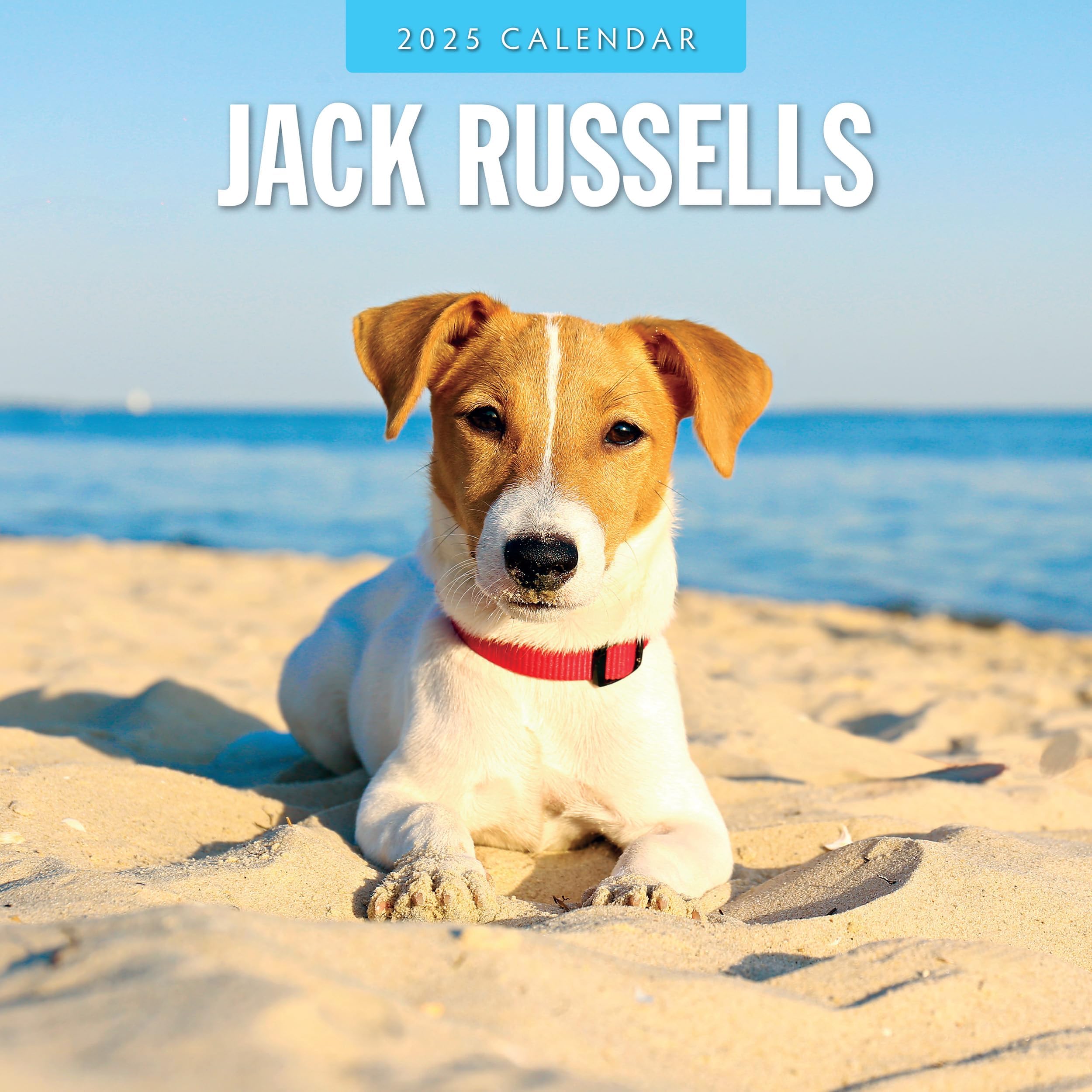 Amazon.com: Red Robin 2025 Jack Russells Monthly Wall Calendar | 12" x ...