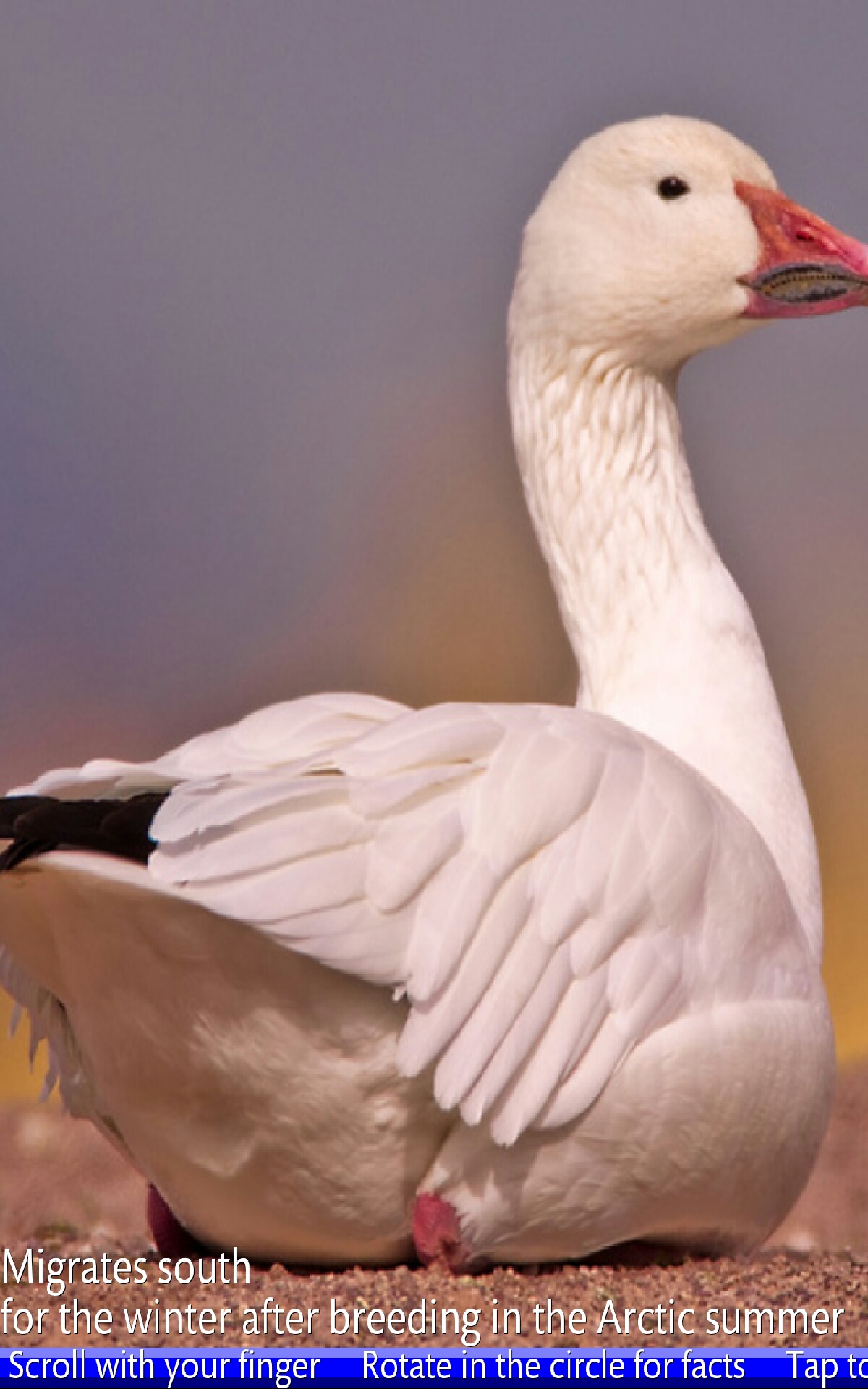 Wild Animals of the Arctic 2 - App on Amazon Appstore