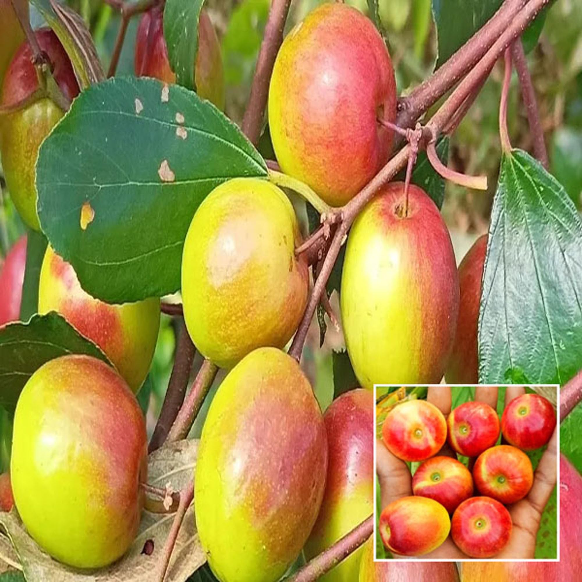 HAPING B U Green Apple Ber Jujube Kul Grafted Fruit Live Plant (1-2 ...