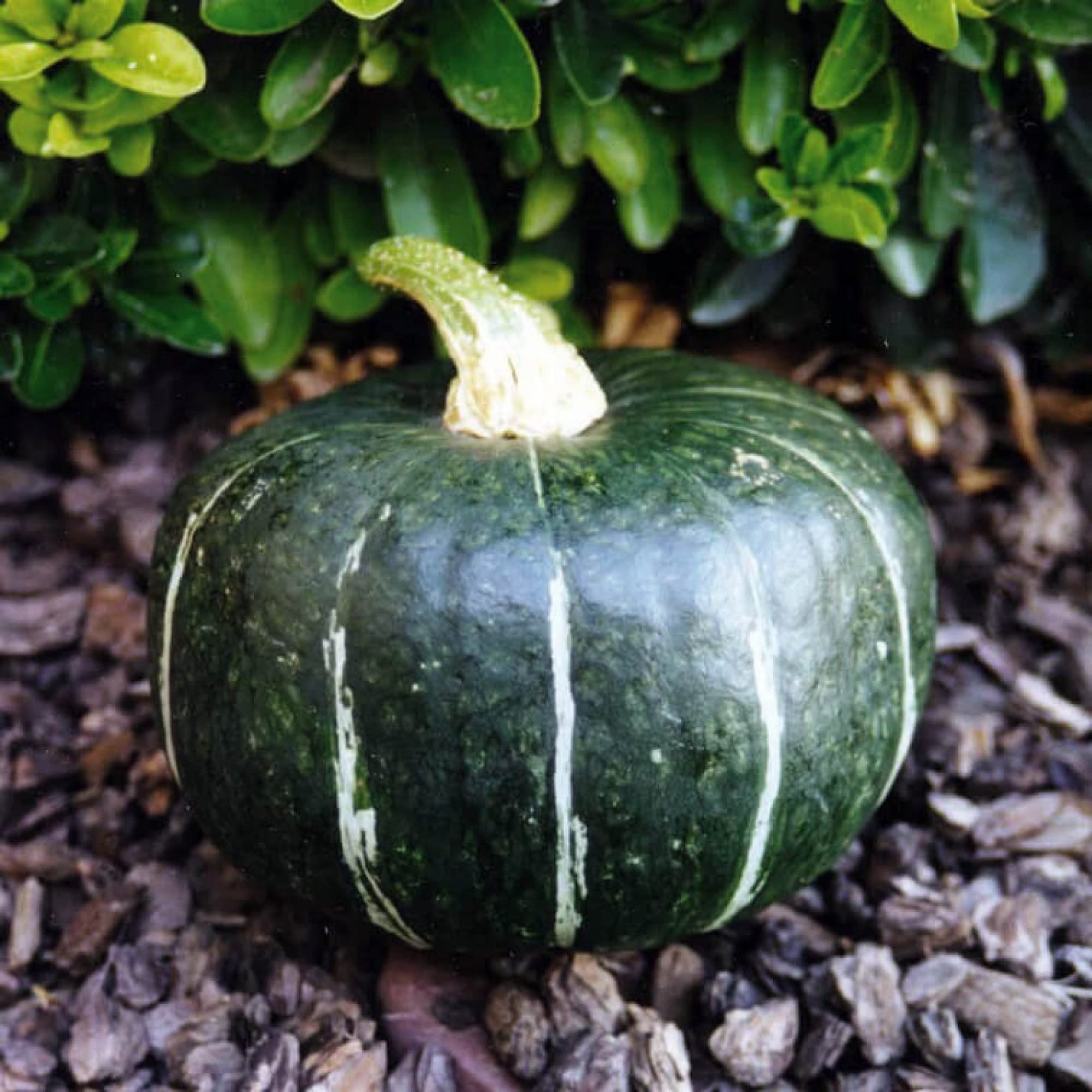 Buttercup Squash Plant