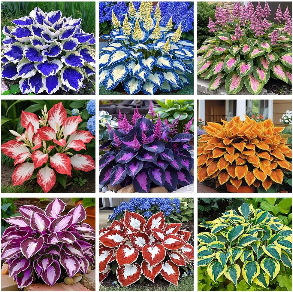 200+ Mixed Hosta Seeds for Planting Outdoors Colorful Hosta Plants ...