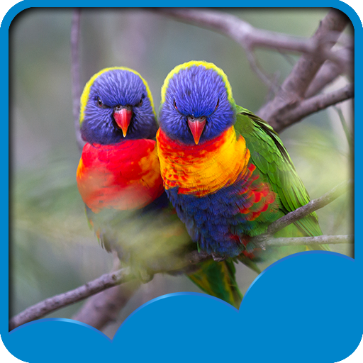 Love Birds Live Wallpapers - App on Amazon Appstore