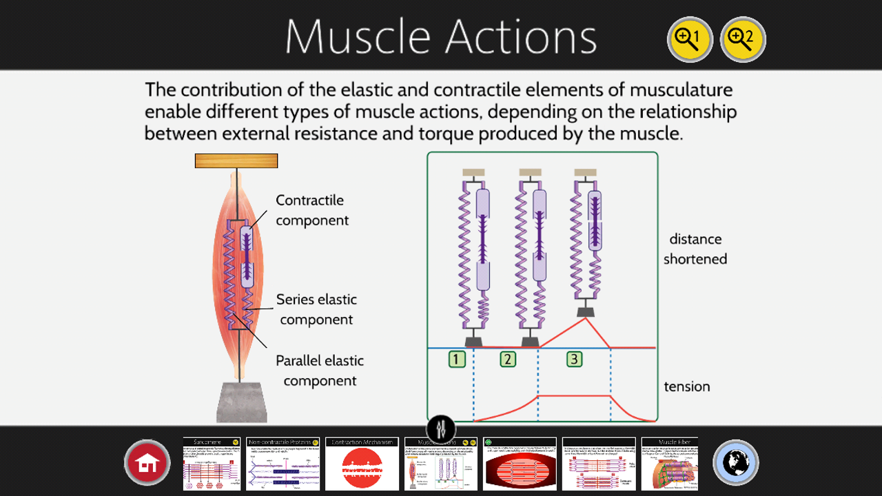 Muscle Contraction - App on Amazon Appstore