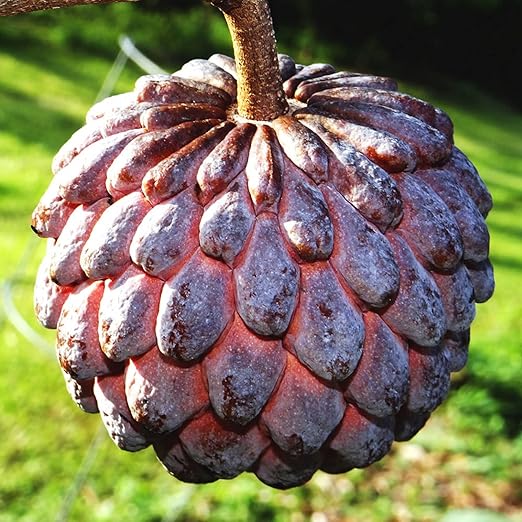 Amazon.com : CHUXAY GARDEN Annona Cherimola-Purple Cherimoya,Custard ...
