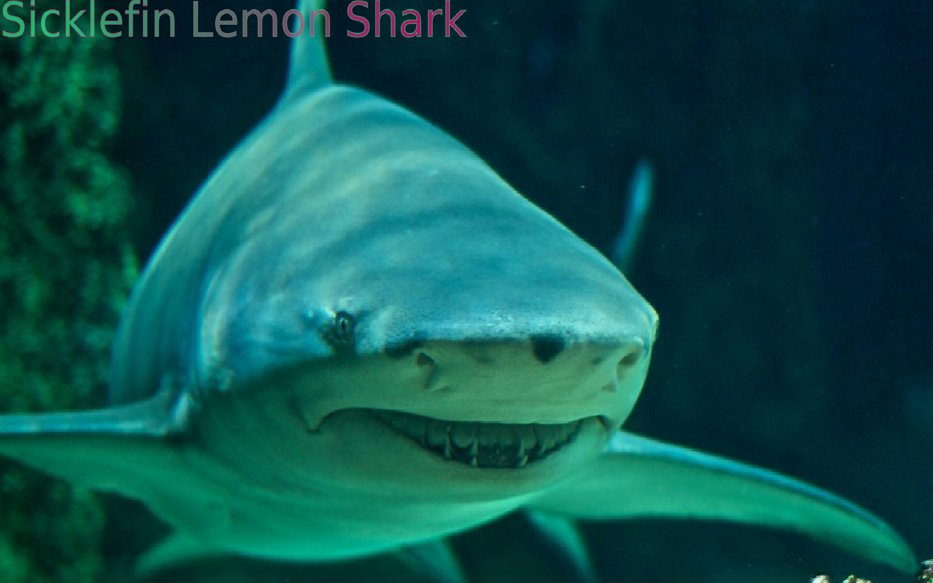 Sharks of the World - App on Amazon Appstore